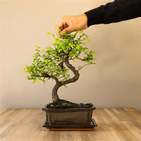 Zelkova | Bonsai collectie – Bonsaiwonder