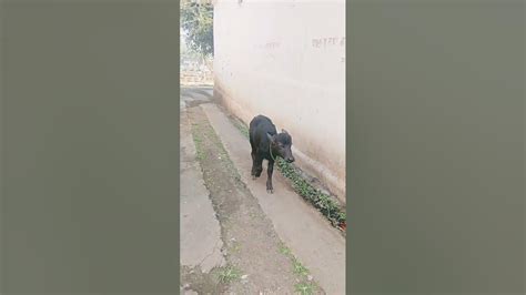 Bhingari Group Youtube