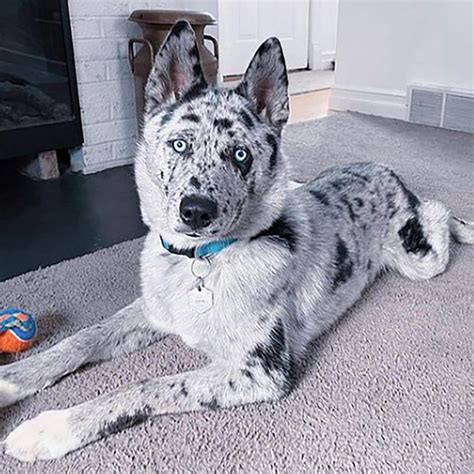 10 Australian Shepherd Mixes Eager For Work And Play