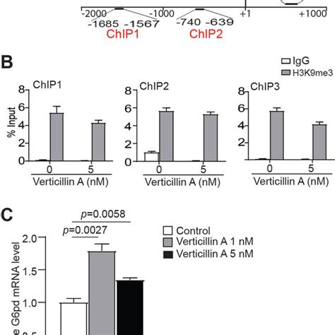 The G6pd Ppp Metabolic Pathway Activates Gzmb Expression In