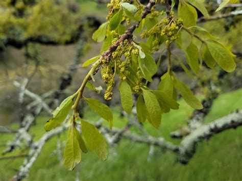 Quercus Douglasii Calflora