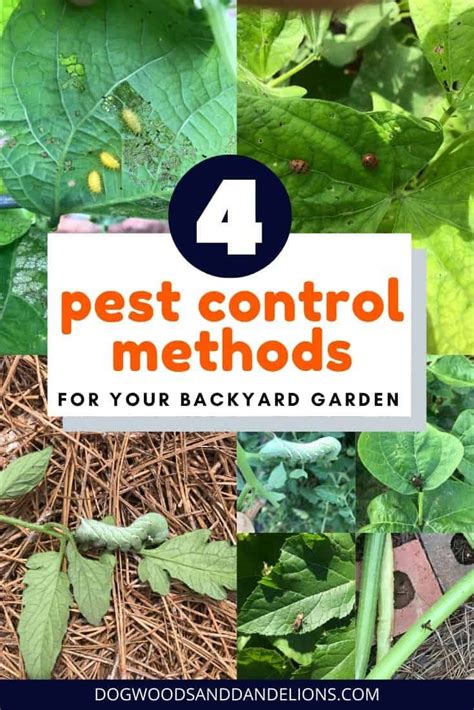 Natural Pest Control Methods For Your Garden Artofit