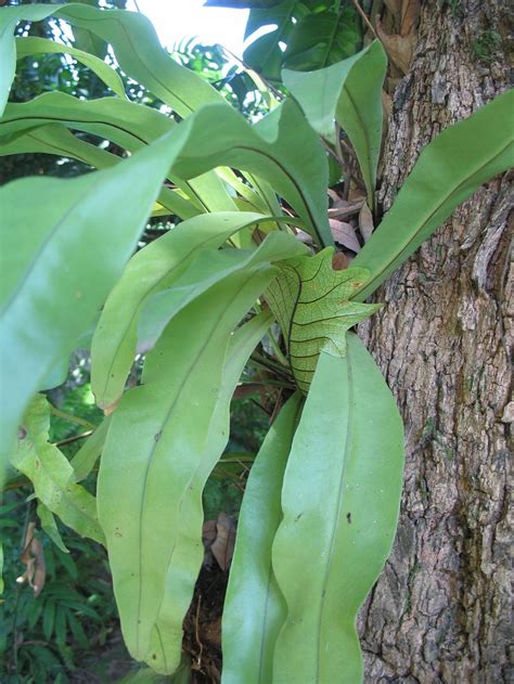 Asplenium Nidus Pha Tad Ke Botanical Garden