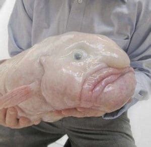Get To Know The Blob Fish Facts Myths And Photos Wildest