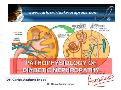 PATHOPHYSIOLOGY OF DIABETIC NEPHROPATHY