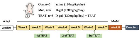 Operation Procedure And Precautions Of Thread Embedding Acupuncture Therapy In Alzheimer Text Page