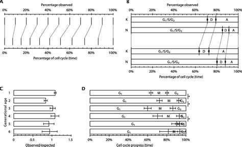 Application Of Ergodic Analysis To Find Cell Cycle Timings From