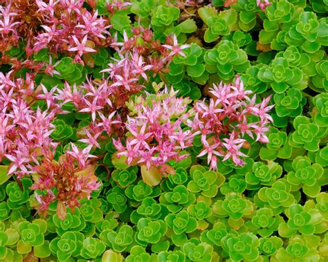 Sedum Care And Growing Guide How To Grow Stonecrops Gardeningetc