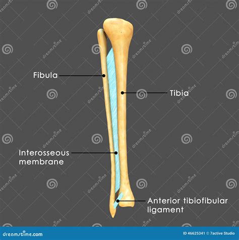 Fibula And Tibia Muscles Stock Image 55592647