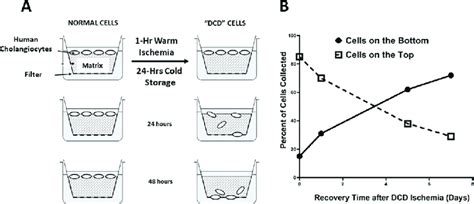 Cholangiocyte Migration Assay Cholangiocyte Migration Was Measured In Download Scientific