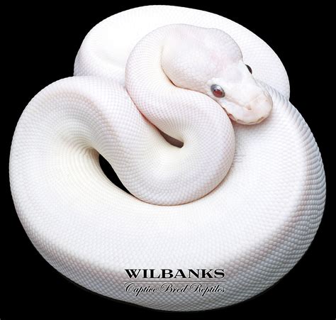 Blue Eyed Leucistic Ball Python By Wilbanks Captive Bred Reptiles