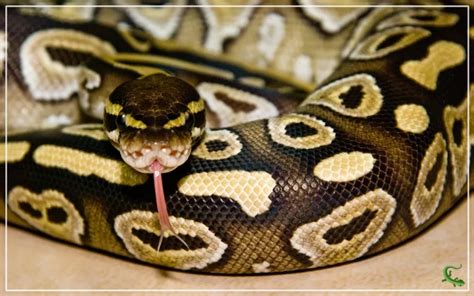 Snake Hissing Secrets Decoding The Language Of Snakes Reptile Jam