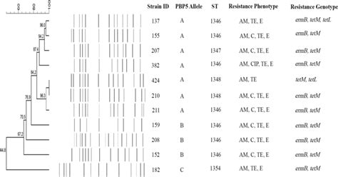 Dendrogram Showing The Results Of Smai Pfge Of 11 Arefm Isolates
