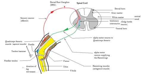 Deep Tendon Reflexes Epomedicine