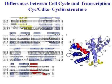The Roles Of Cyclindependent Kinases Cdks In Regulation