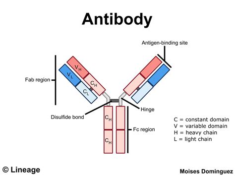 Antigen Structure And Function