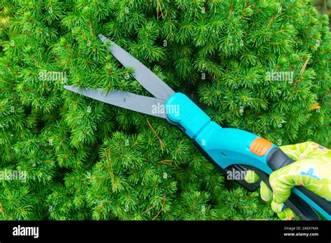 Seasonal Pruning Trees With Pruning Shears Female Gardener Hand In Protective Gloves Pruning