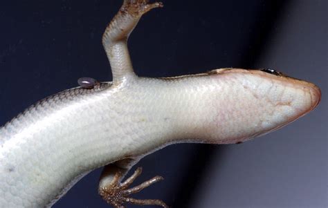 Nsf Eid Lyme Gradient Project Nymphal Blacklegged Tick On A Tennessee Skink
