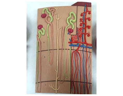 Urinary System Nephron Model Quiz