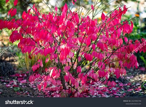 Rose Cascade Images Stock Photos Vectors Shutterstock