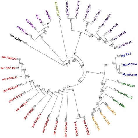 Phylogenetic Tree Based On Mlst Sequences Mlst Indicates Multilocus Download Scientific