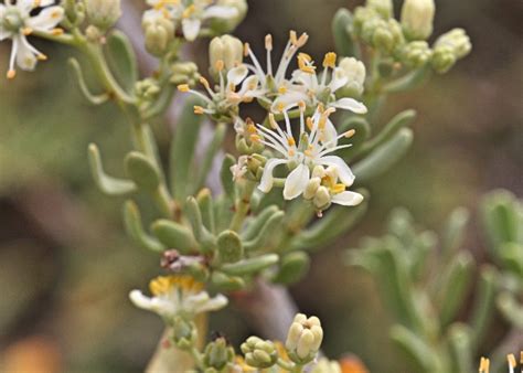 Australian Plants Nitrariaceae