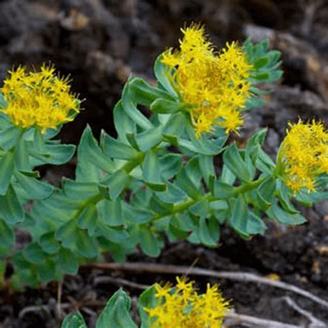 Rhodiola Relax Relieves Symptoms Of Stress Natures Sunshine Au