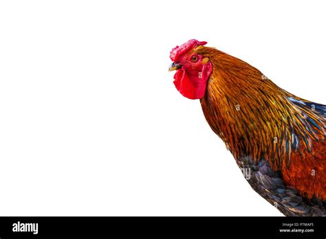 Image Of A Beautiful Cock Head On A White Background Isolated Stock Photo Alamy