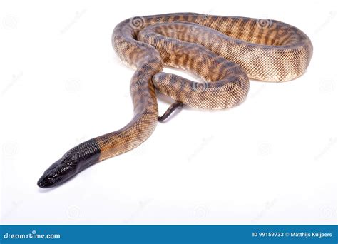Black Headed Python Aspidites Melanocephalus Stock Image Image Of