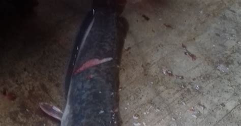 Patil Lele Dan Bahayanya