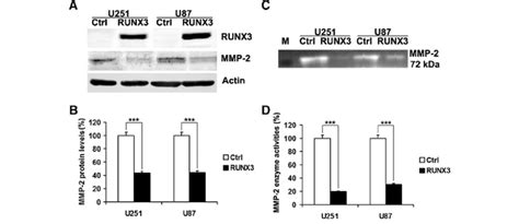Runx3 Suppresses Mmp 2 Expression And Activity In Glioma Cells A B