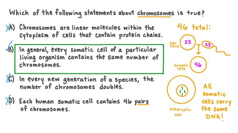 Explain The Difference Between Somatic Cells And Gametes