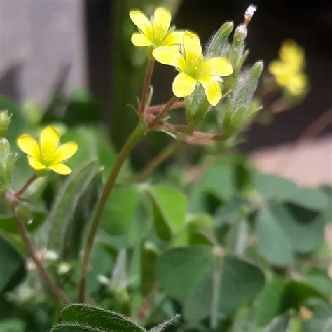 Plant Faqs Oxalis Corniculata Creeping Woodsorrel