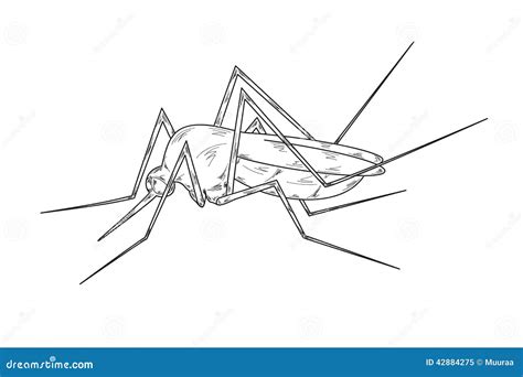 Mosquito Sketch Stock Vector Illustration Of Epidemic 42884275