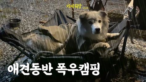 타프가 무너질 정도로 내린 폭우캠핑 우중캠핑 애견동반캠핑 대형견캠핑 반려견동반캠핑 Youtube