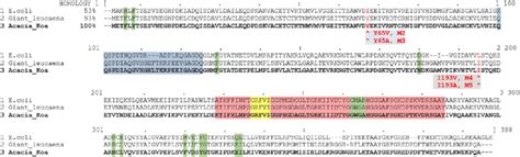 multiple sequence alignment showing conserved regions for plant