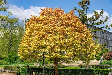 Tree Yellow Orange Free Photo On Pixabay Pixabay