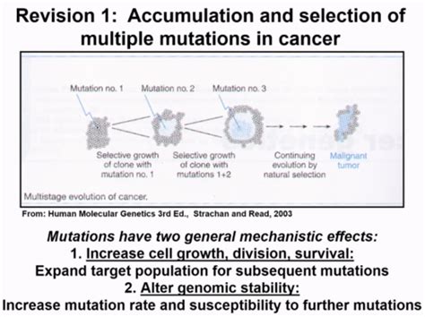 Lecture 2 Oncogenes Flashcards Quizlet