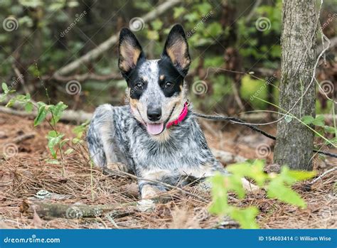 Queensland Heeler Colors