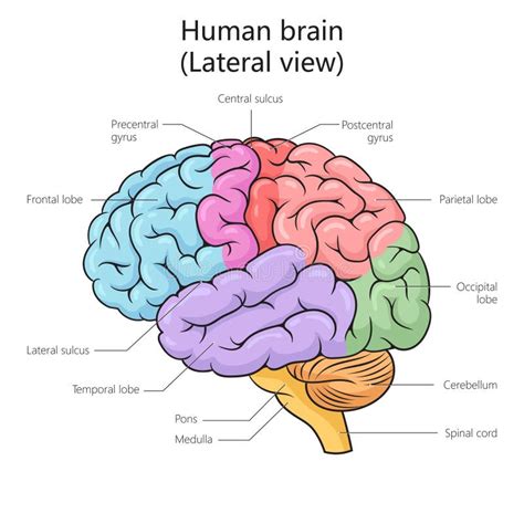 Human Brain Structure Diagram Medical Science Stock Illustration