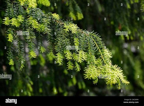 Taxus Baccata Dovastonii Aureagolden Dovastons Yewnew Growthyellow