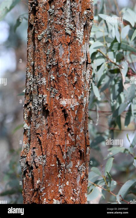 Close Up Of Bark Of The Australian Native Mugga Red Ironbark Eucalyptus