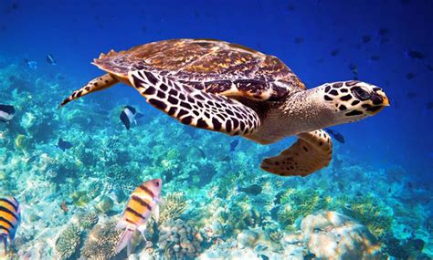 Tortuga Carey Especie Que Anida En Las Coloradas Sal Roche
