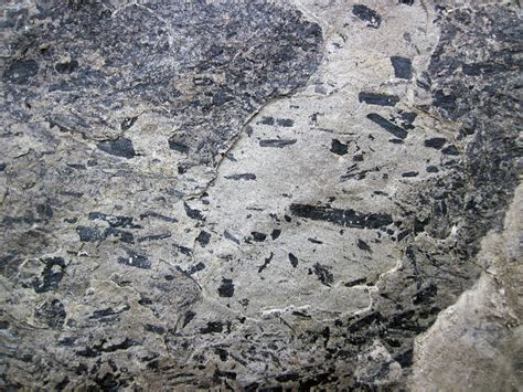 Carbonization Fossils