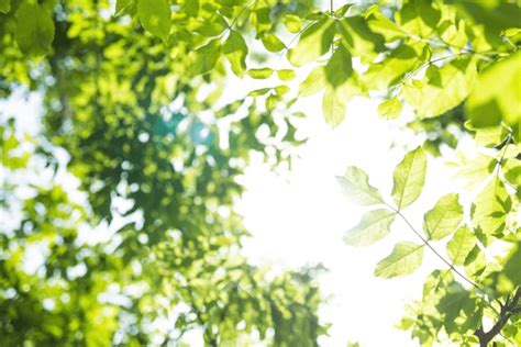 96 123 Bright Sunlight Through Trees Royalty Free Images Stock Photos Pictures Shutterstock