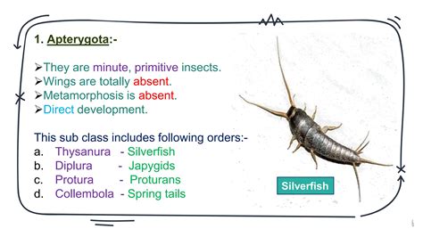 Insectaclassification And Orders Of Important Insects Ppt