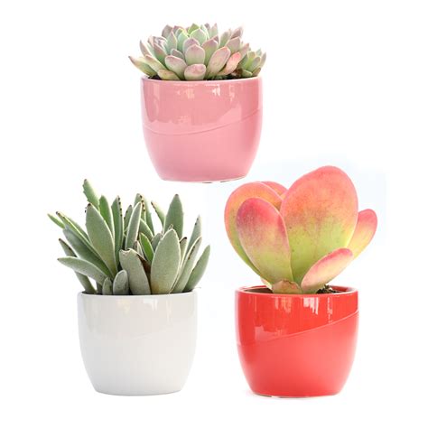Bliss Collection 4 Inch Western Cactus
