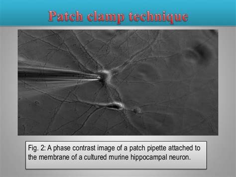 Patch Clamp Technique Principle