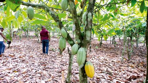 Cacao La Côte Divoire Relève Le Prix Bord Champ à 2 800 Fcfakg Un