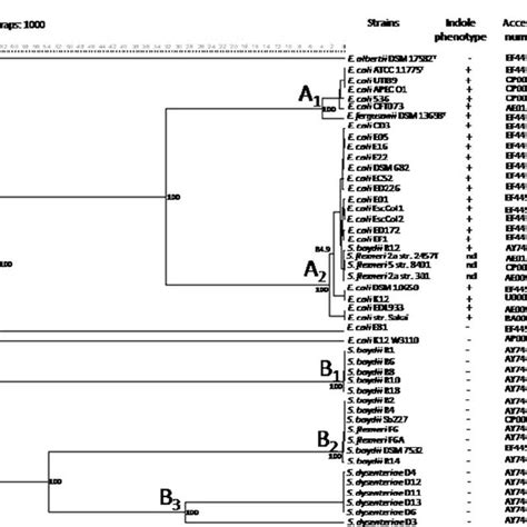 tree obtained by the unweighted pair group method using arithmetic